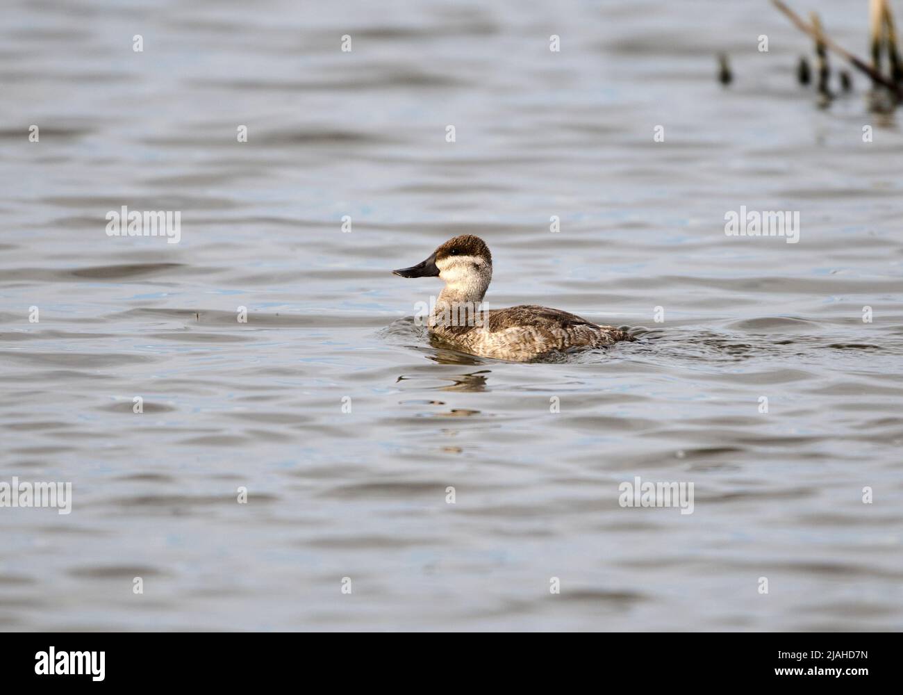 Female Ruddy duck (Oxyura jamaicensis) swimming, Frank Lake, Alberta ...