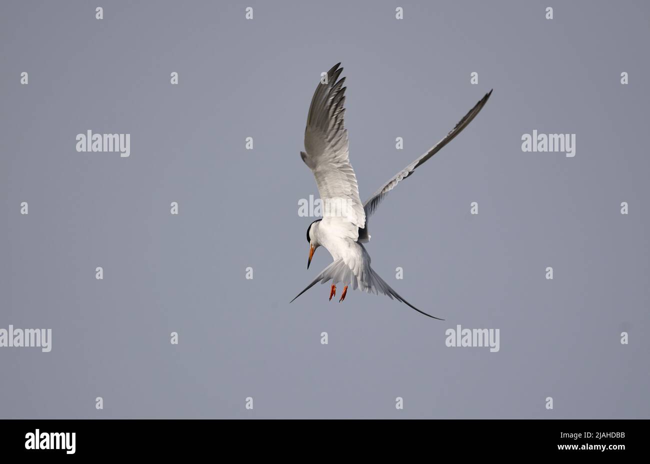 Forster’s tern (Sterna forsteri), Frank Lake, Alberta, Canada Stock ...