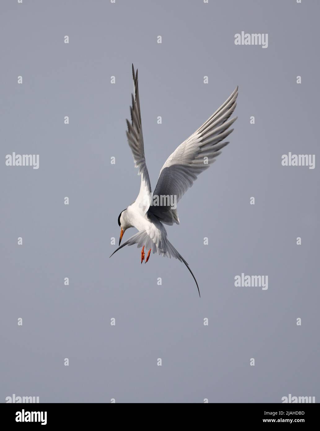 Forster’s tern (Sterna forsteri), Frank Lake, Alberta, Canada Stock ...