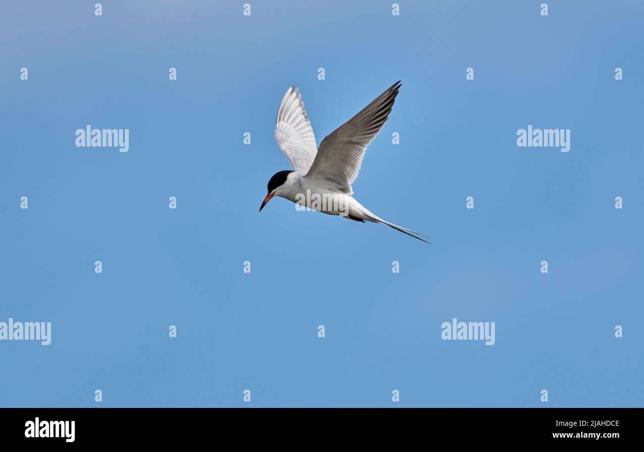 Forster’s tern (Sterna forsteri), Frank Lake, Alberta, Canada Stock ...