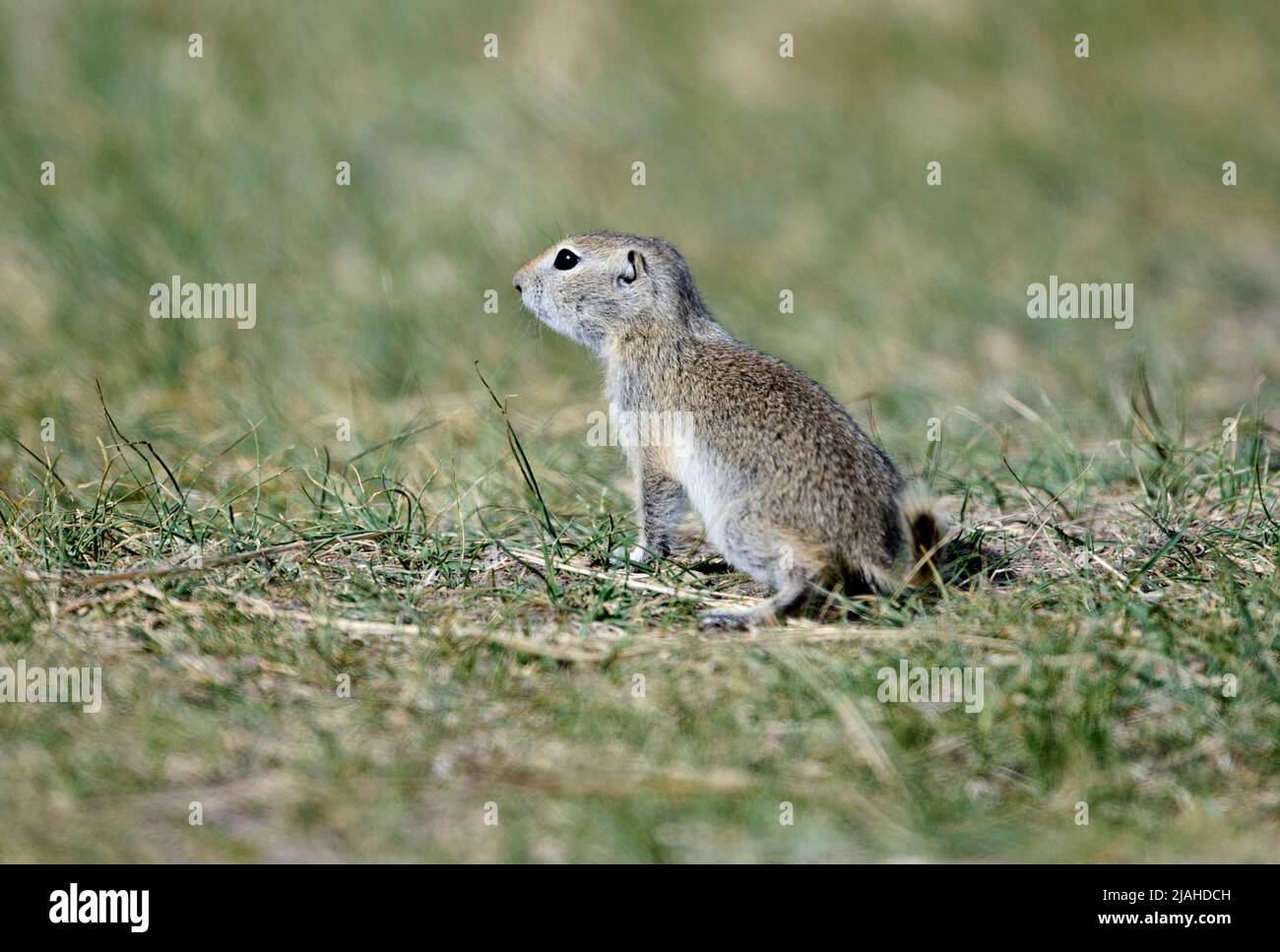 Richardson's ground squirrel (Spermophilus richardsonii), Frank Lake ...