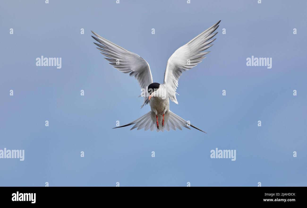Forster’s tern (Sterna forsteri), Frank Lake, Alberta, Canada Stock ...