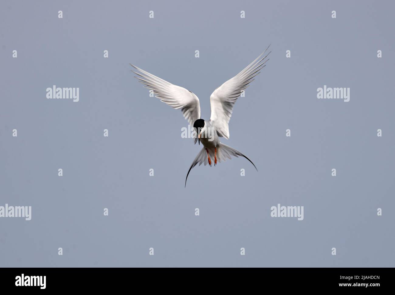 Forster’s tern (Sterna forsteri), Frank Lake, Alberta, Canada Stock ...