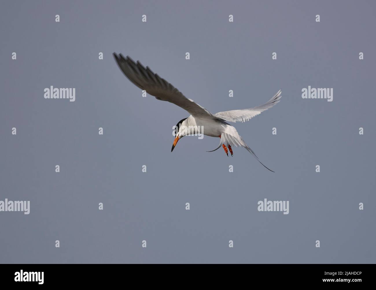 Forster’s tern (Sterna forsteri), Frank Lake, Alberta, Canada Stock ...