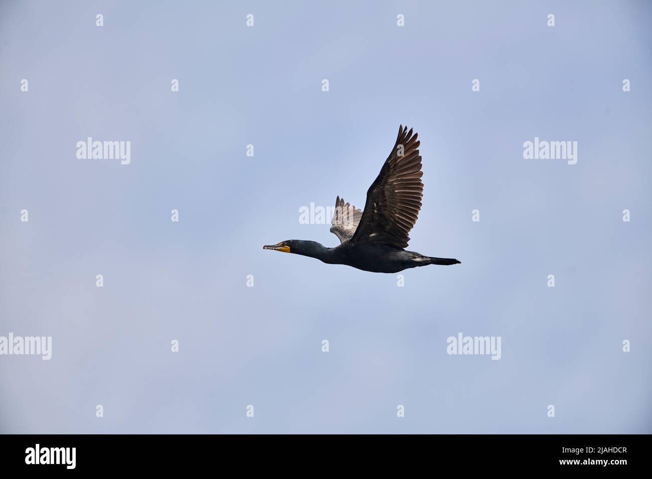 Double-crested cormorant (Phalacrocorax auritus) in flight, Frank Lake ...