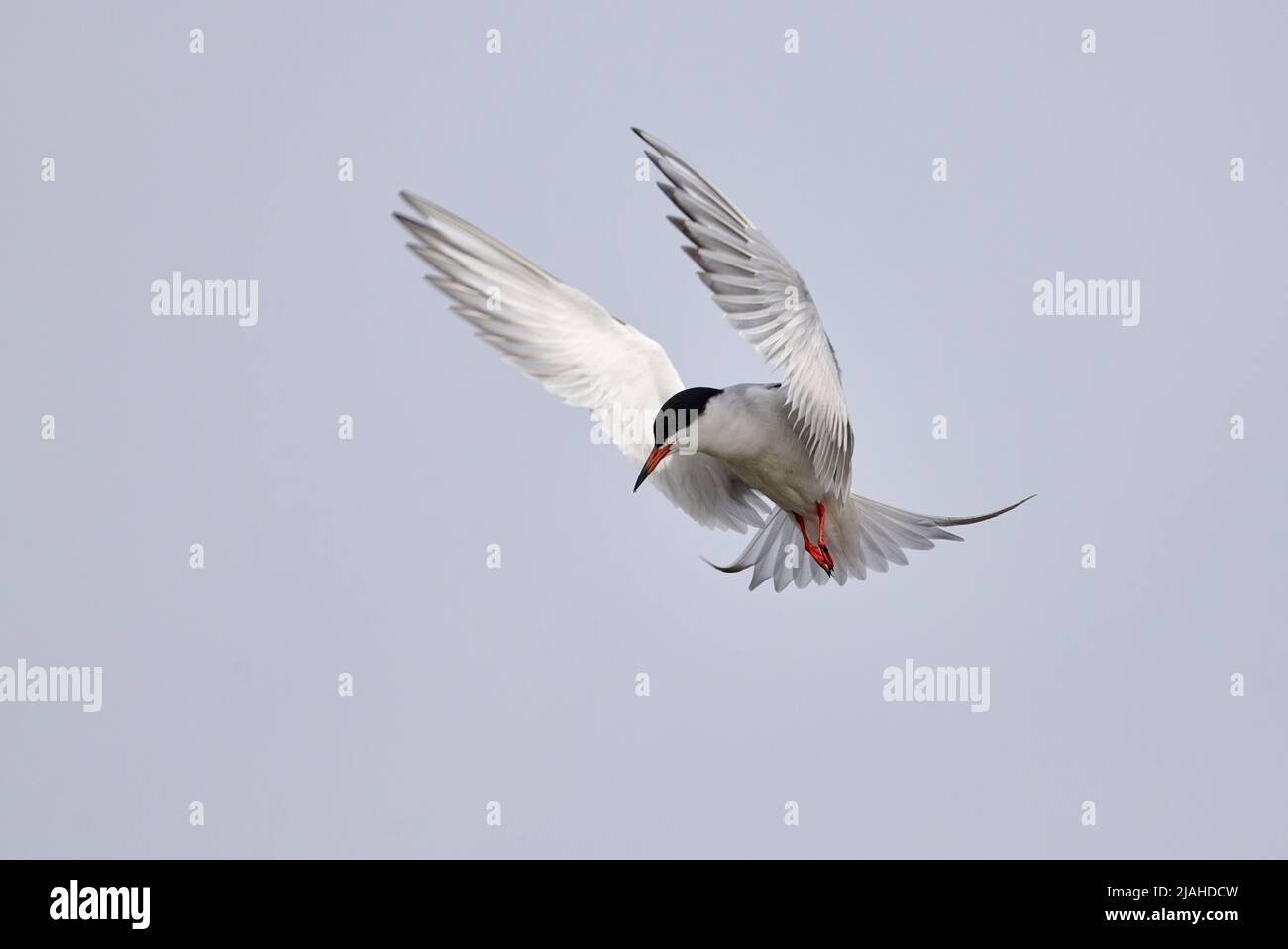 Forster’s tern (Sterna forsteri), Frank Lake, Alberta, Canada Stock ...