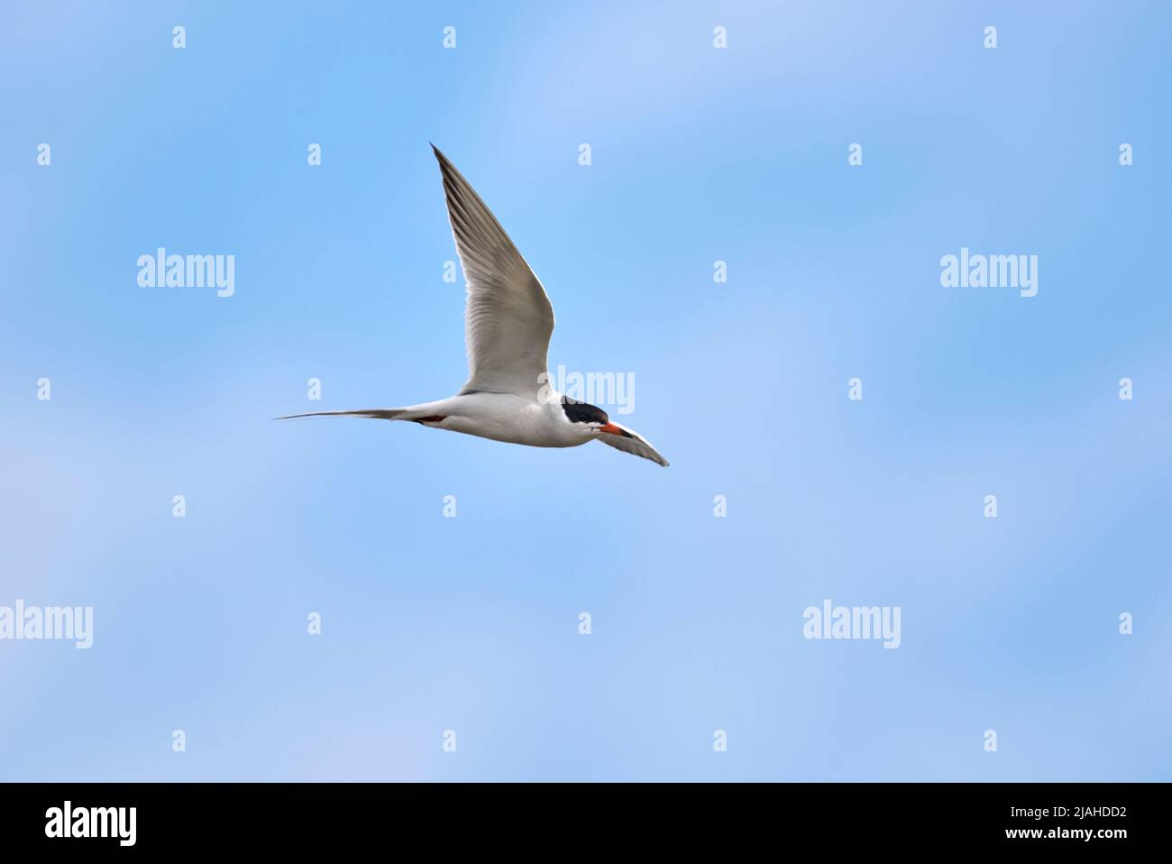 Forster’s tern (Sterna forsteri), Frank Lake, Alberta, Canada Stock ...