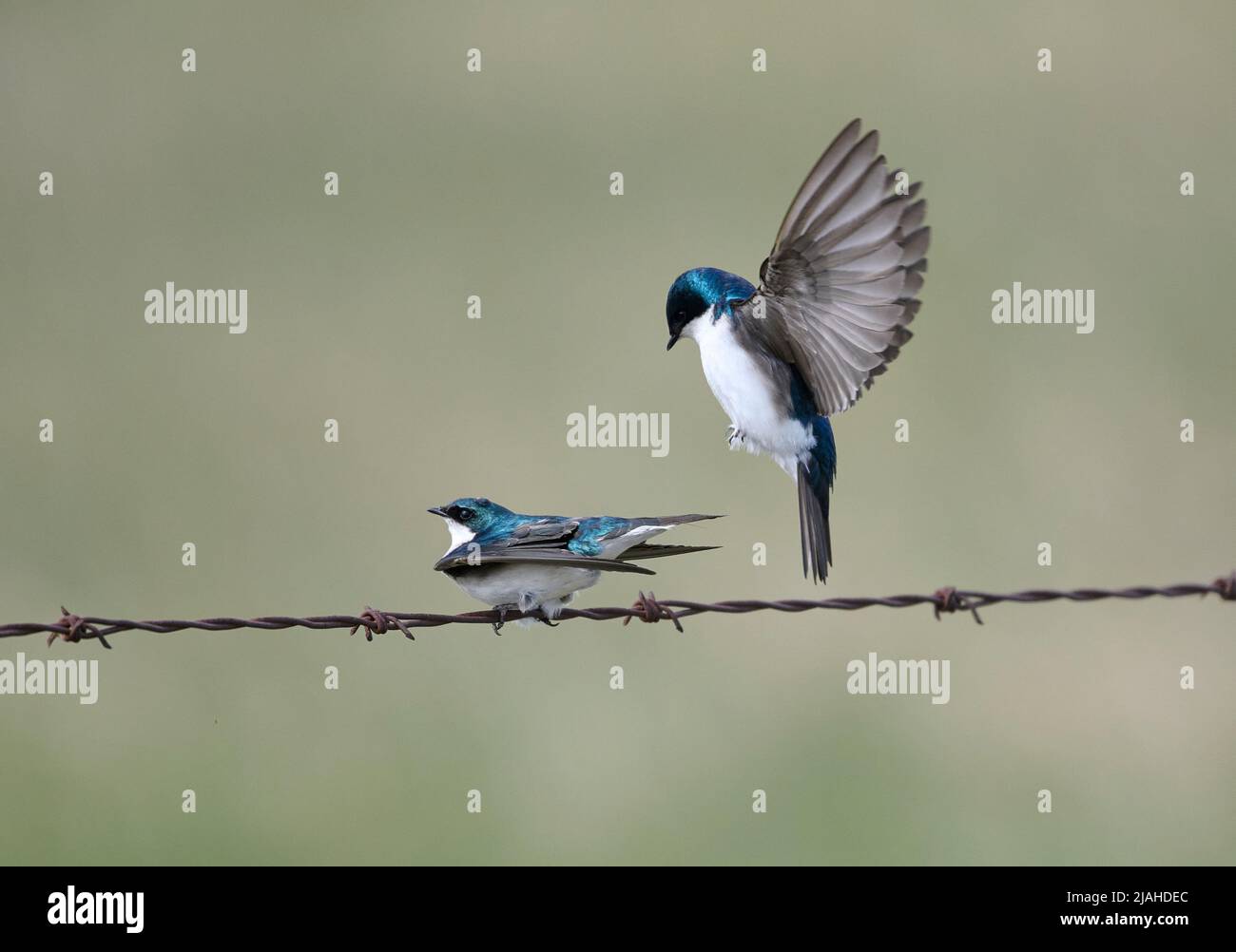 Tree swallows (Tachycineta bicolor) mating, Frank Lake, Alberta, Canada ...