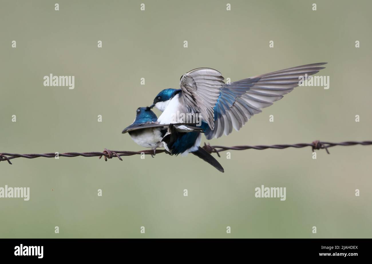 Tree swallows (Tachycineta bicolor) mating, Frank Lake, Alberta, Canada ...