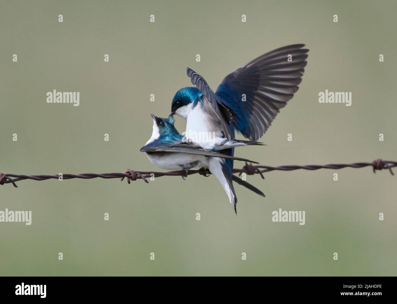 Tree swallows (Tachycineta bicolor) mating, Frank Lake, Alberta, Canada ...