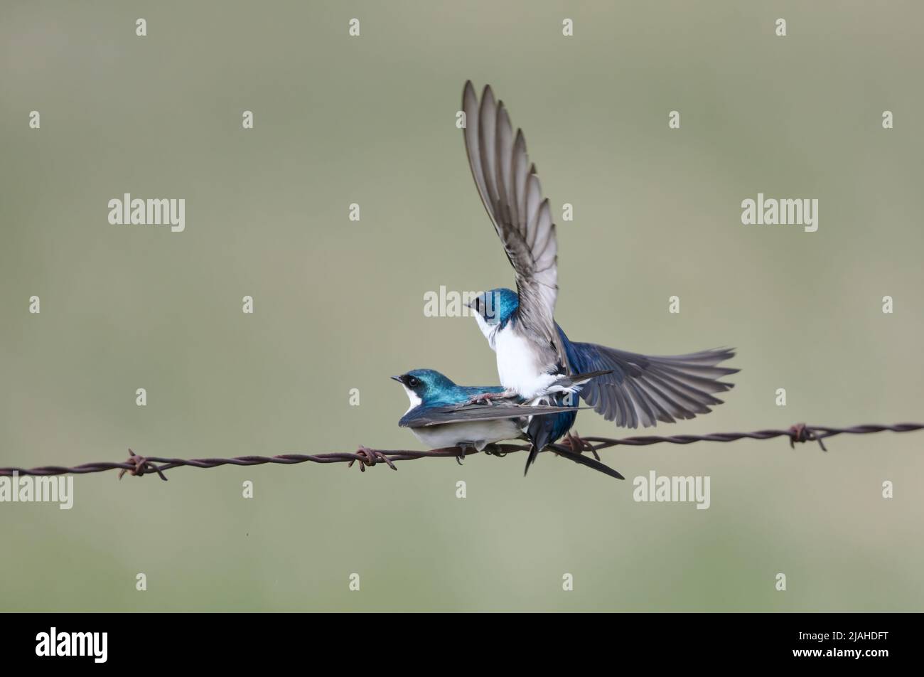 Tree swallows (Tachycineta bicolor) mating, Frank Lake, Alberta, Canada ...