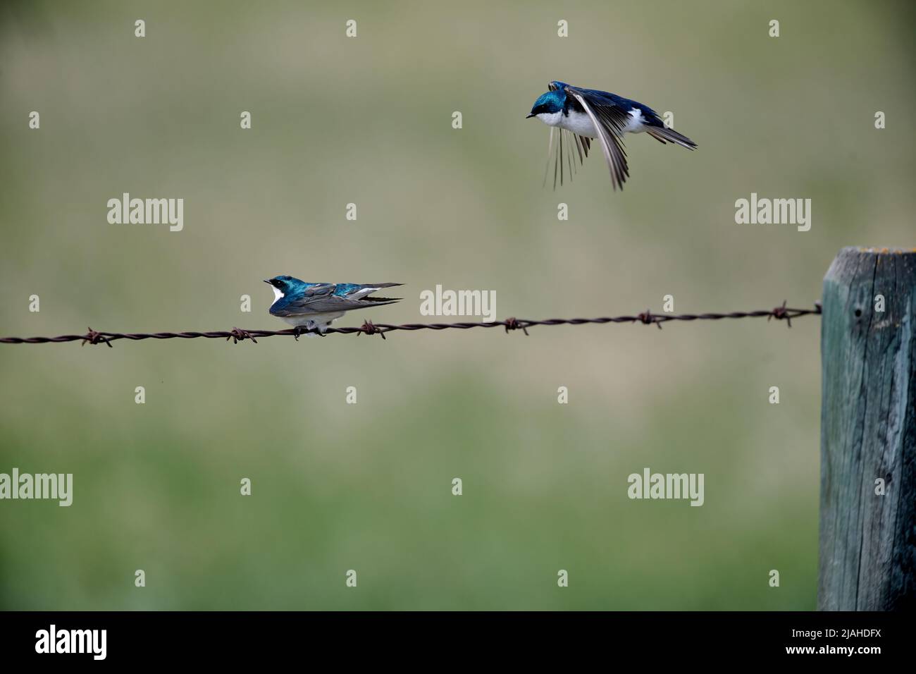 Tree swallows (Tachycineta bicolor) mating, Frank Lake, Alberta, Canada ...