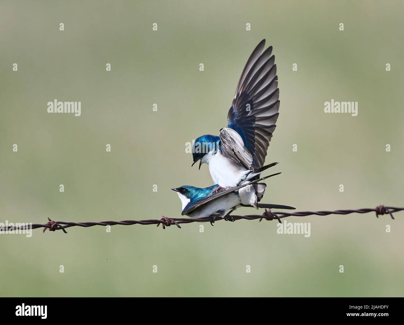 Tree swallows (Tachycineta bicolor) mating, Frank Lake, Alberta, Canada ...