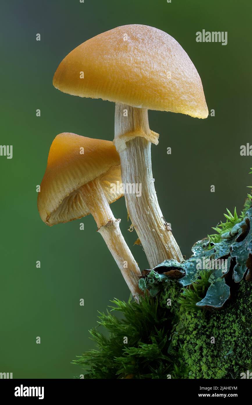 Mushrooms in a field hi-res stock photography and images - Alamy
