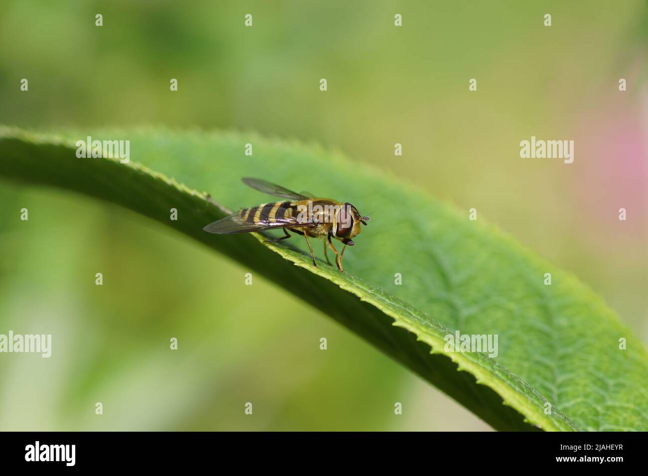 Family syrphidae on leaf hi-res stock photography and images - Alamy