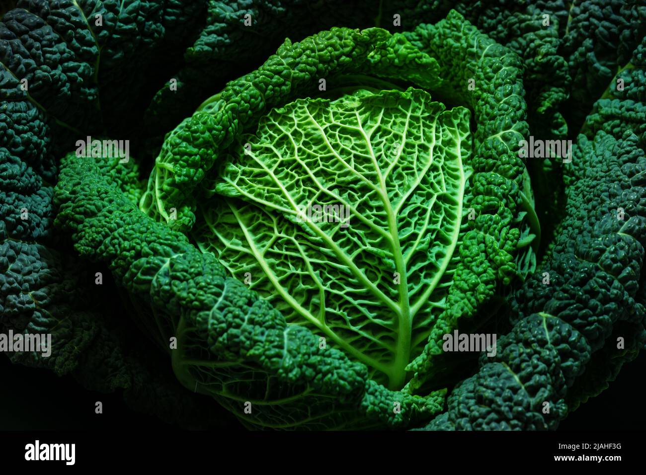 Savoy cabbage head close-up with many details of the vegetable Stock ...