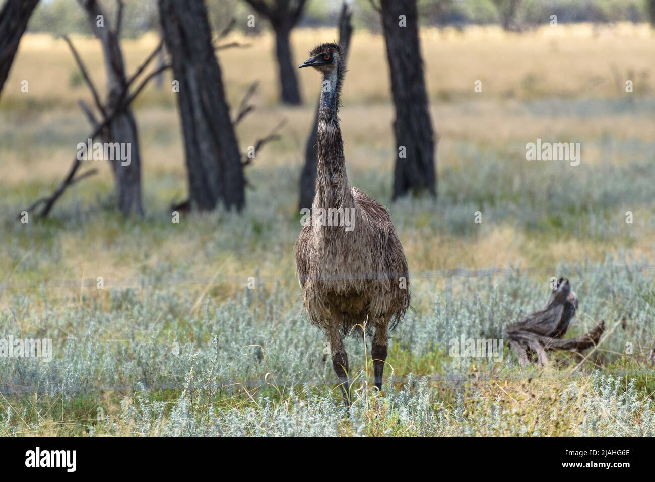 An emu by the side of the road outside of Goodooga, New South Wales ...