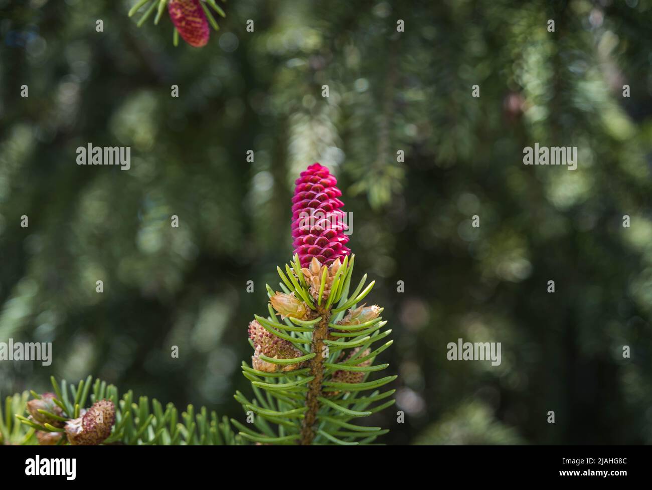 beautiful young pink fir cone growing on a tree branch of a tree in a ...