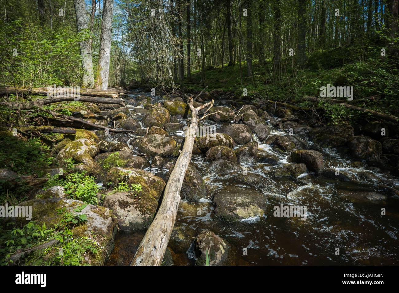 small river deep in the green woods. wonderful springtime scenery of ...