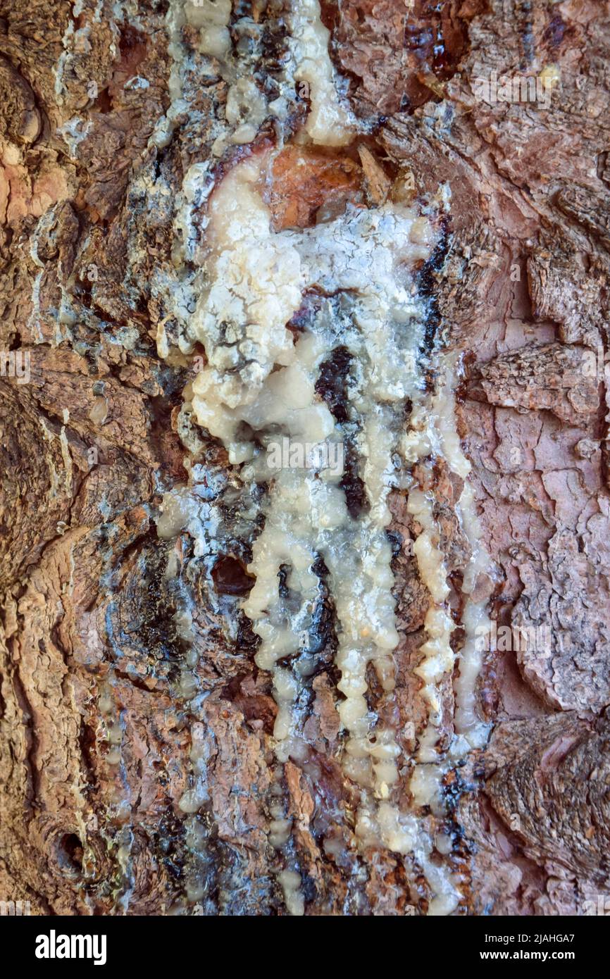 Natural phenomenon is process of resin release on pine trunk. Close-up ...