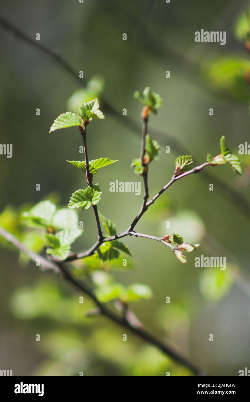 Beautiful spring leaves hi-res stock photography and images - Alamy