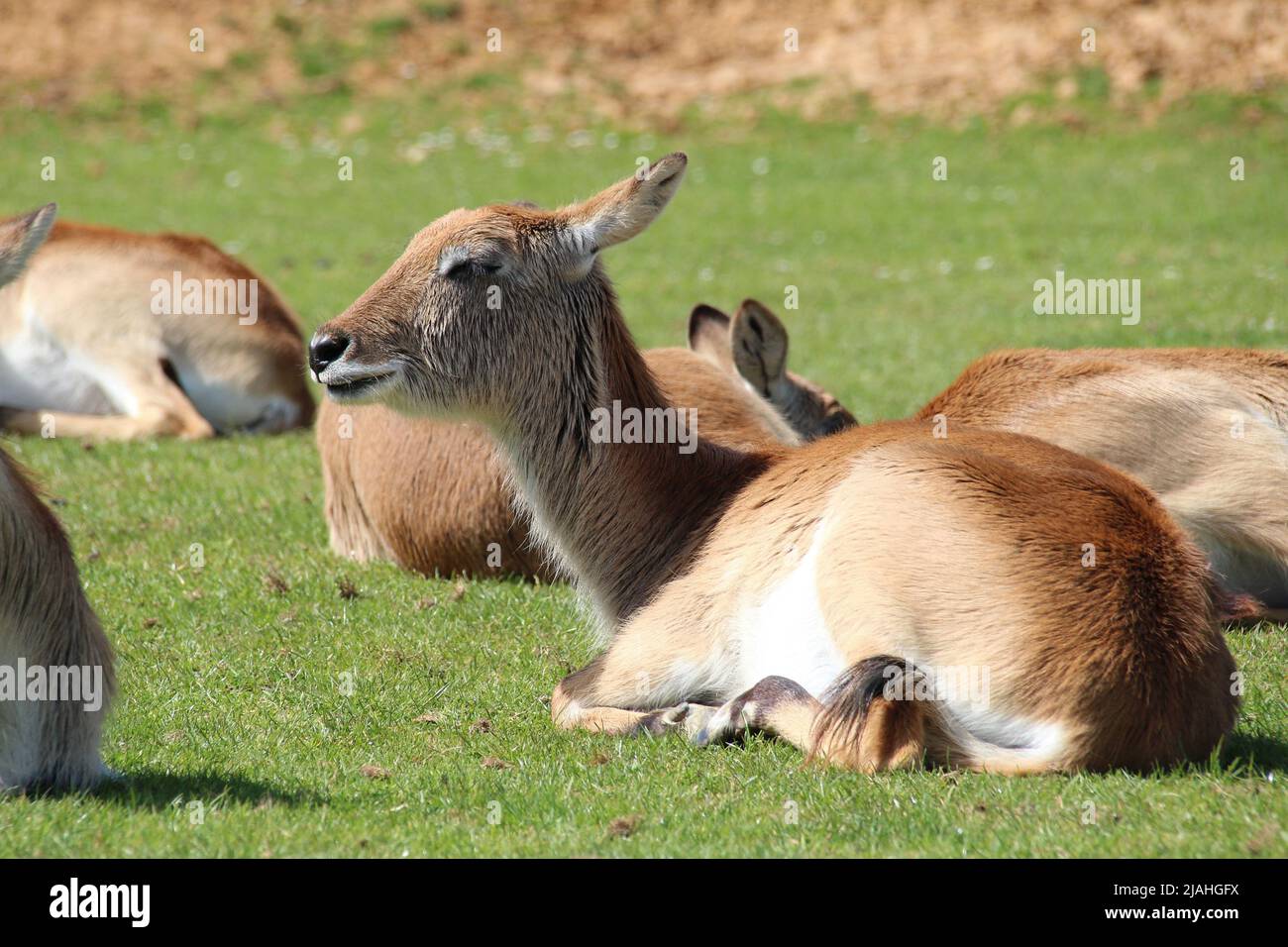 Cobe lechwe hi-res stock photography and images - Alamy