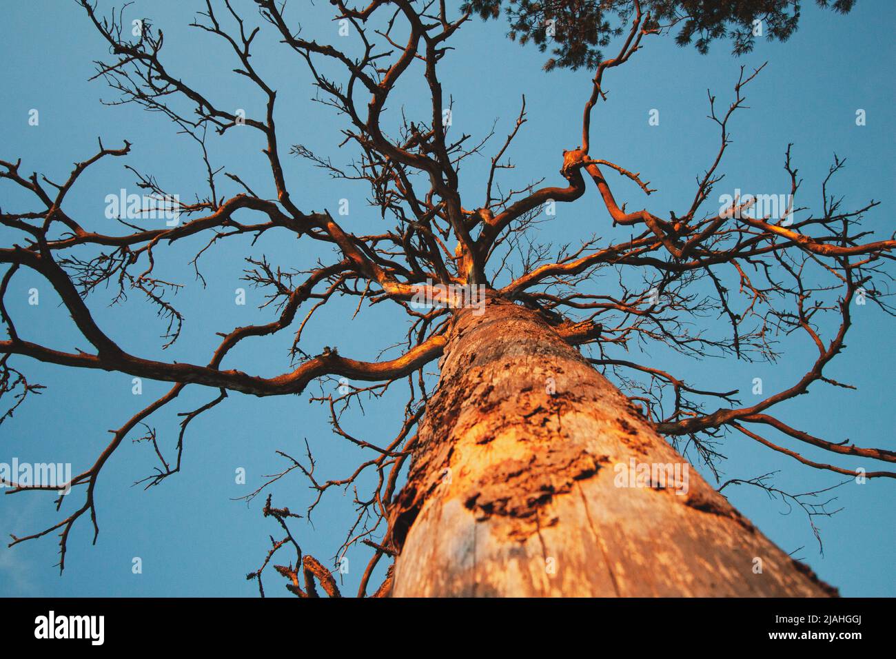 Tree trunk in sunset Stock Photo - Alamy