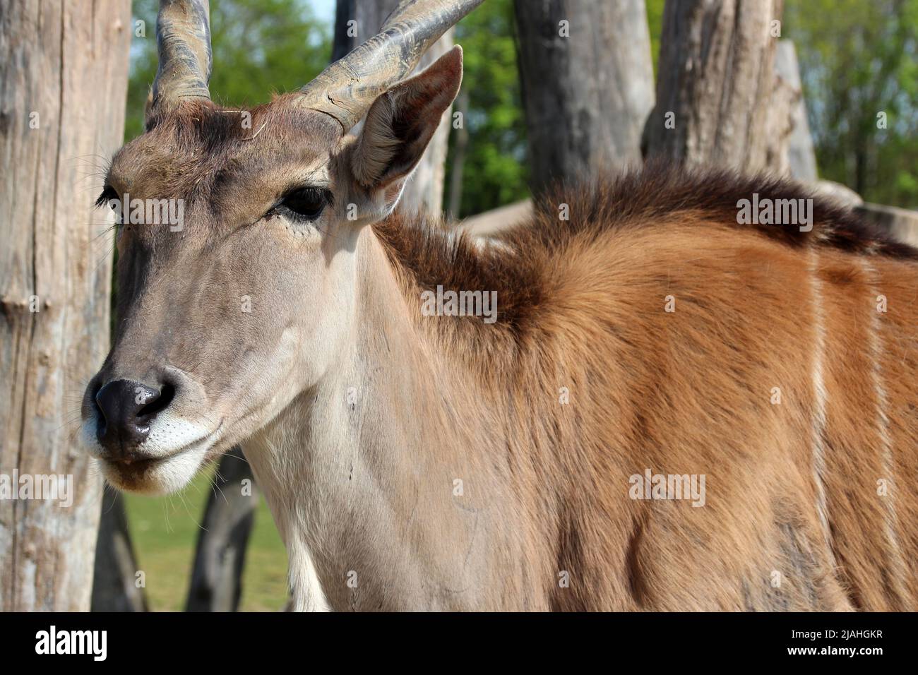 eland antelope in a zoo in france Stock Photo - Alamy