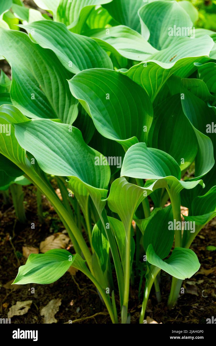 Hostas krossa regal hi-res stock photography and images - Alamy