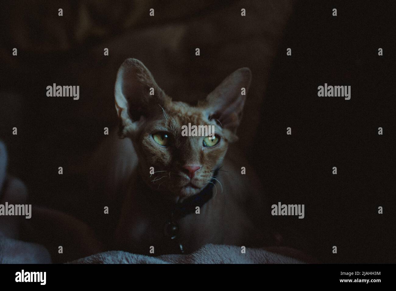 Hairless sphynx cat hi-res stock photography and images - Alamy