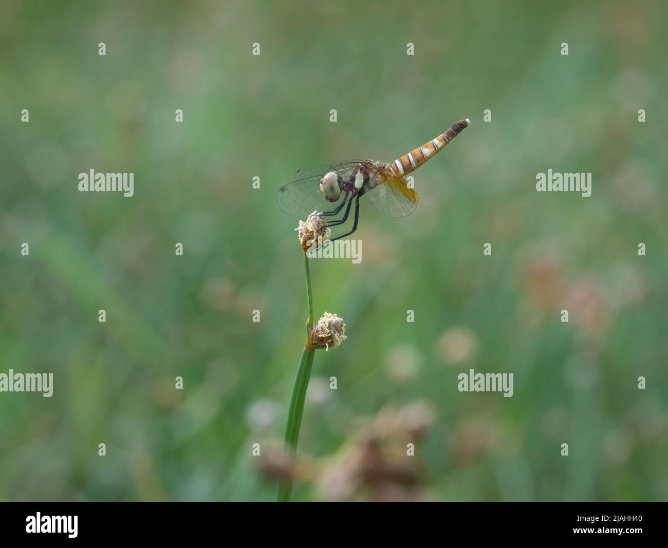 Scarlet dwarf dragonfly hi-res stock photography and images - Alamy