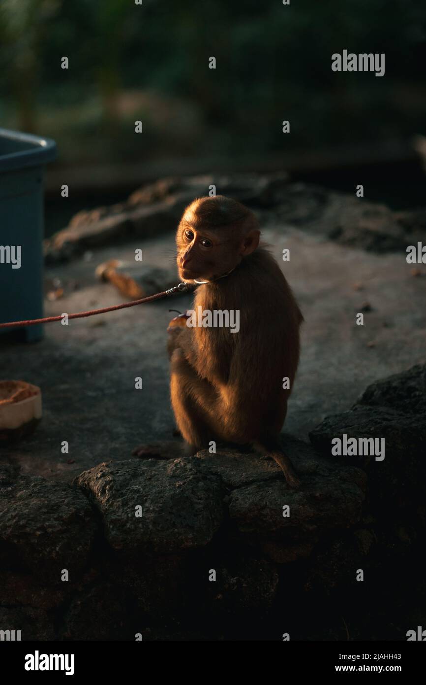 Sad monkey pet in Thailand, Southeast Asia Stock Photo - Alamy