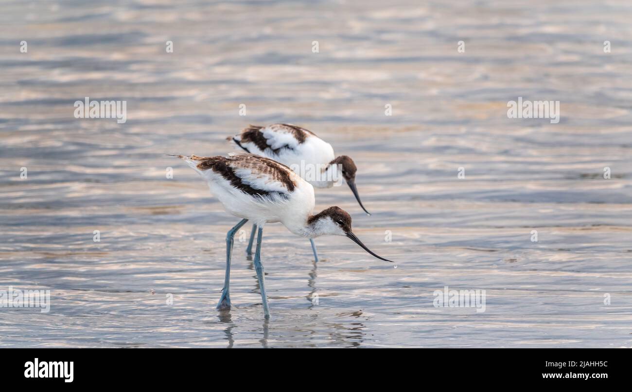Two water birds pied avocet, Recurvirostra avosetta, feeding in the ...