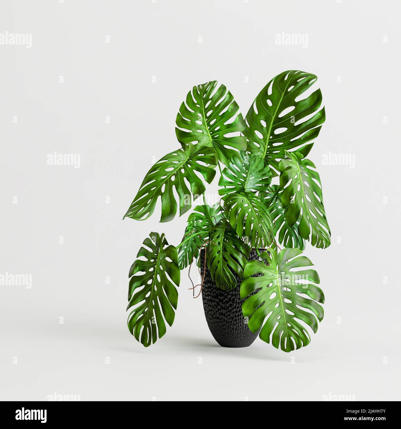 3d illustration of monstera in modern potted isolated on white ...