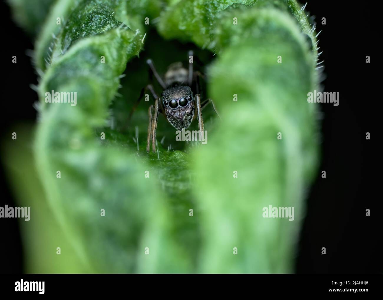 Black ant mimic spider hi-res stock photography and images - Alamy