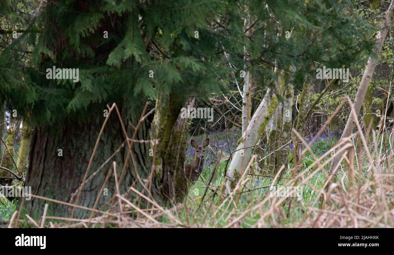 Scotland deer bluebells hi-res stock photography and images - Alamy