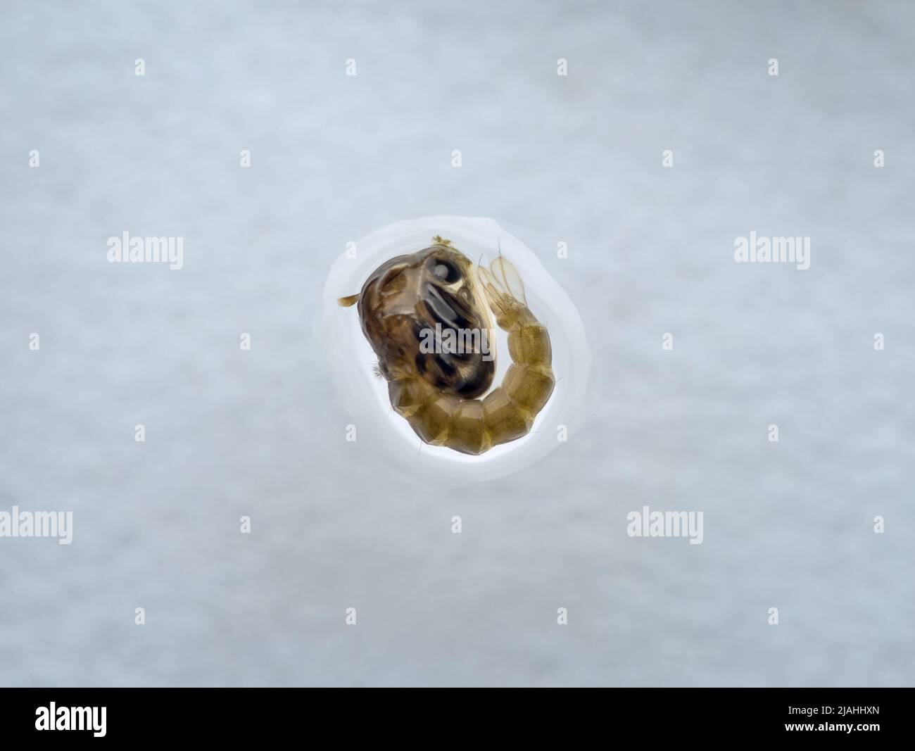 Pupa shell hi-res stock photography and images - Alamy