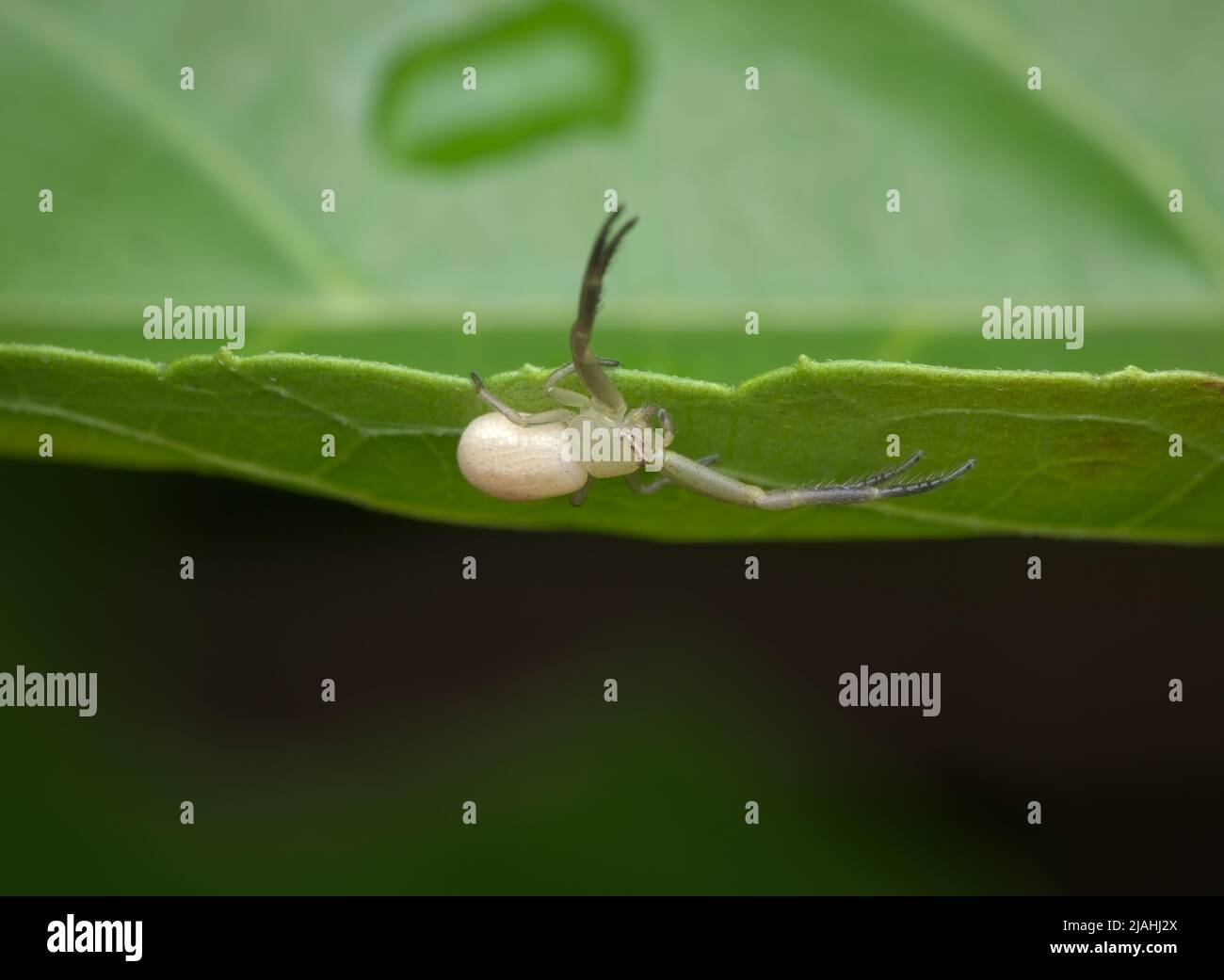 Spider under the leaf hi-res stock photography and images - Alamy