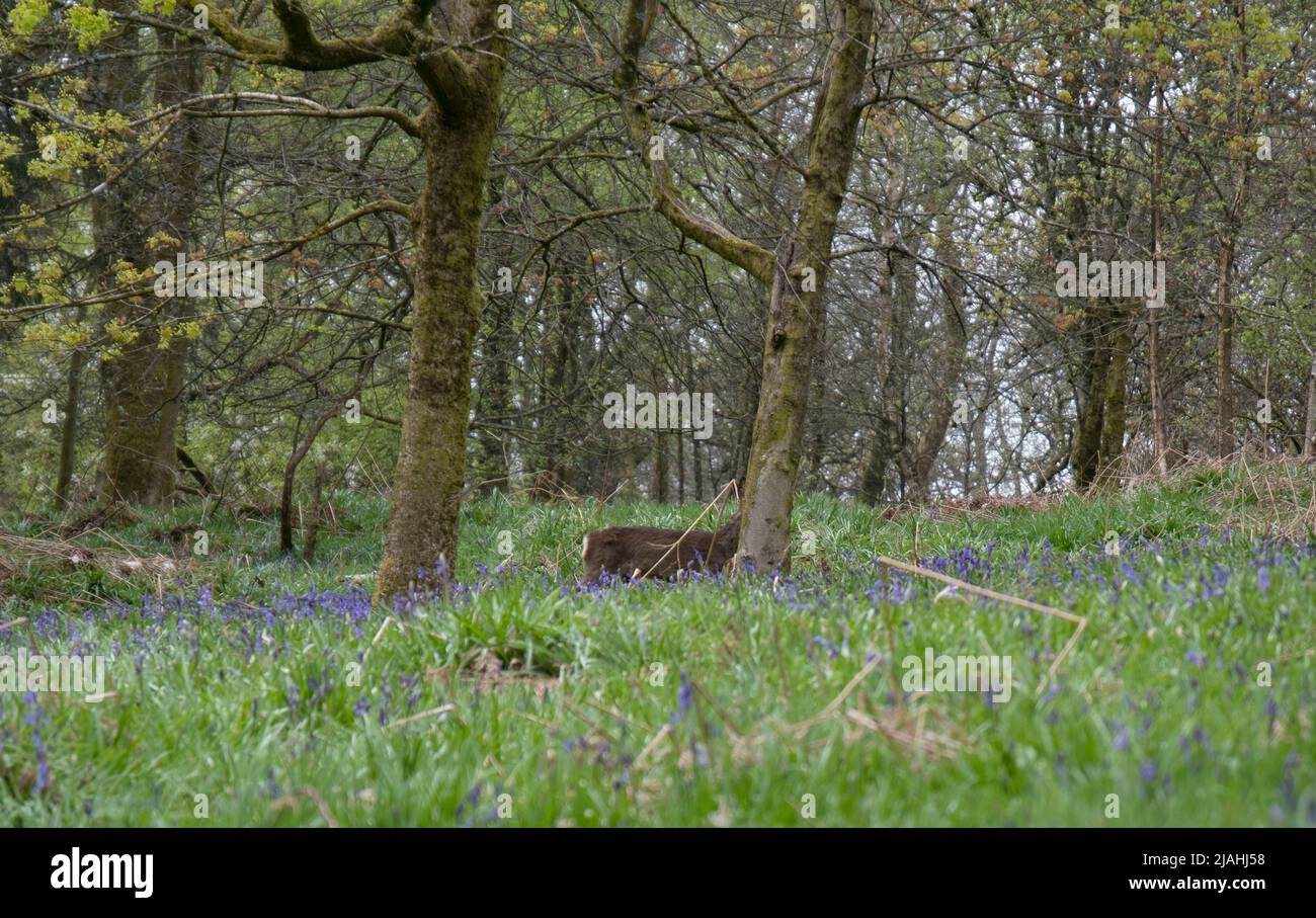Deer in the wild bluebell forest in Scotland,UK Stock Photo - Alamy