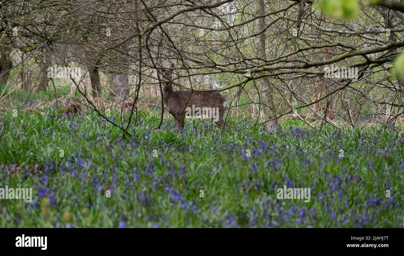 Deer in the wild bluebell forest in Scotland,UK Stock Photo - Alamy