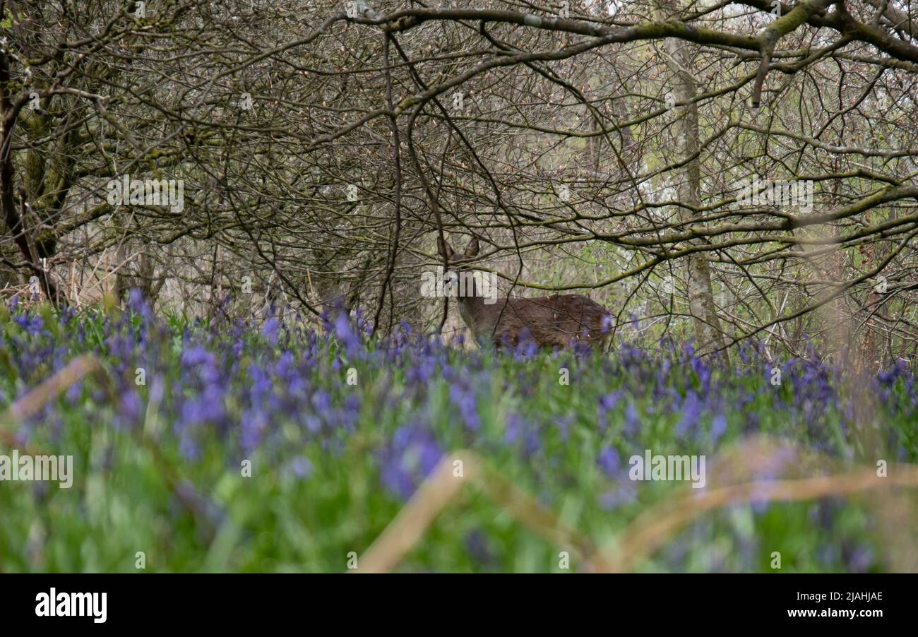 Deer in the wild bluebell forest in Scotland,UK Stock Photo - Alamy
