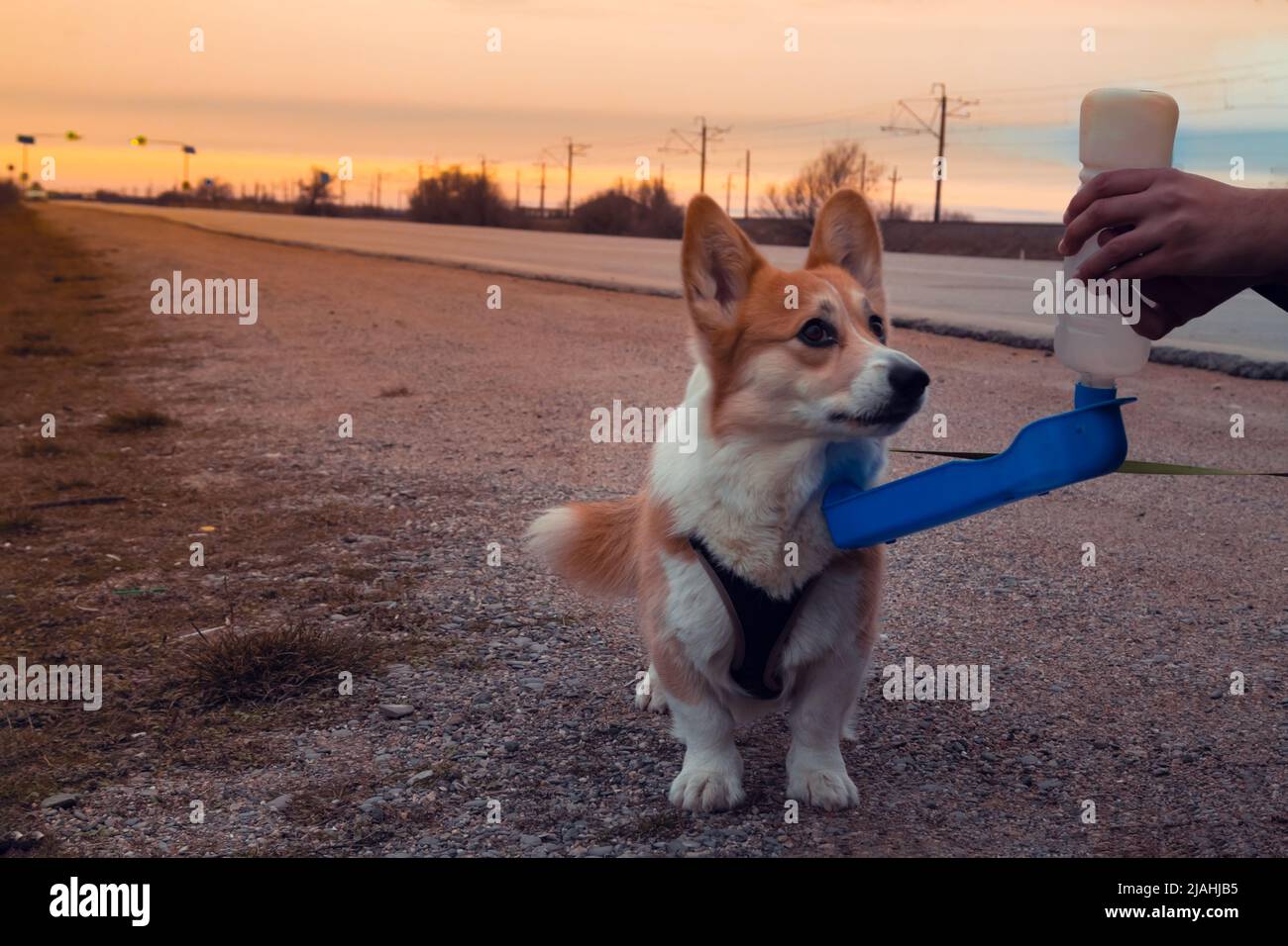 Human hands are watered from a portable drinkable cute welsh corgi on ...