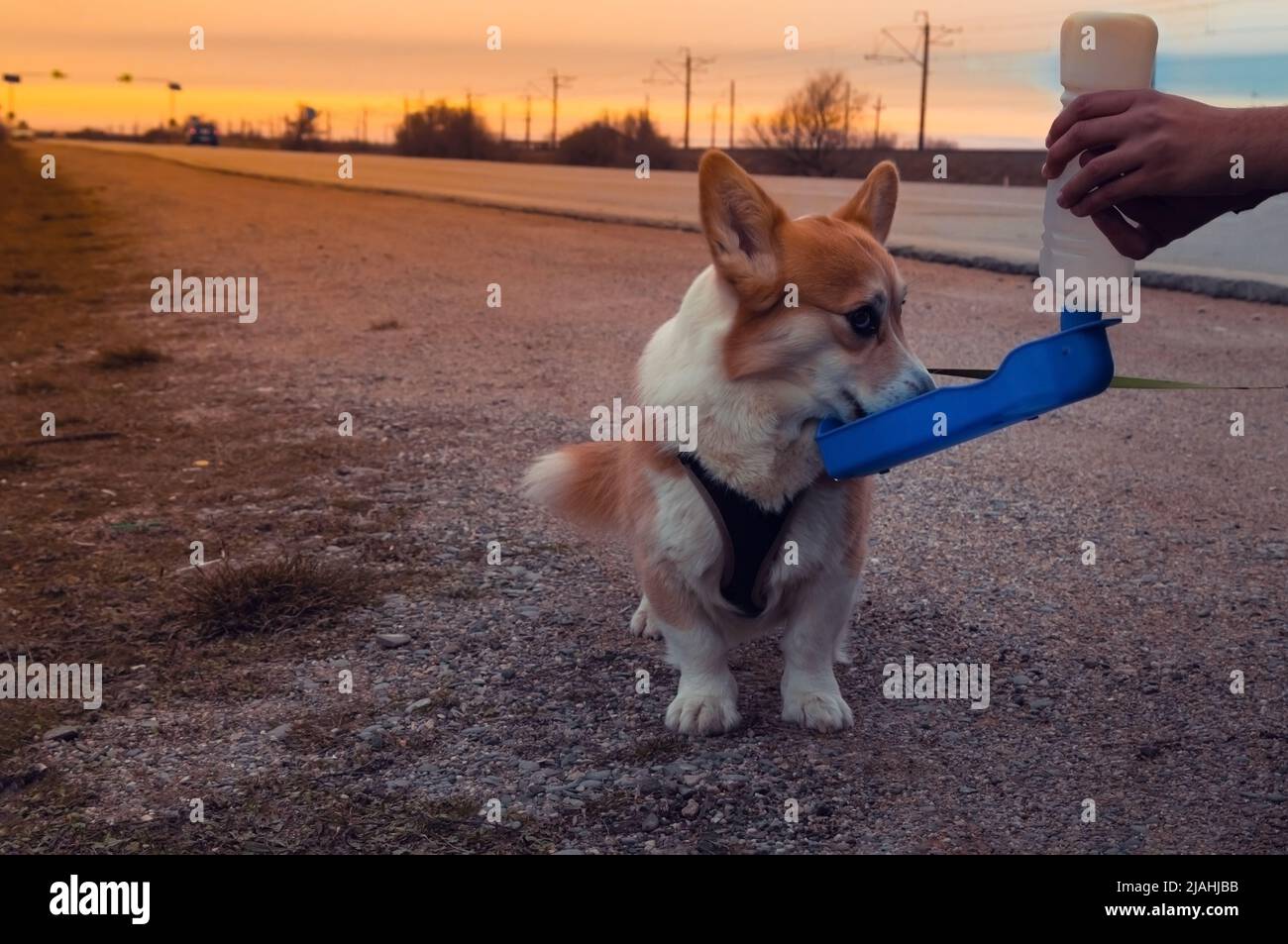 Human hands are watered from a portable drinkable cute welsh corgi on ...