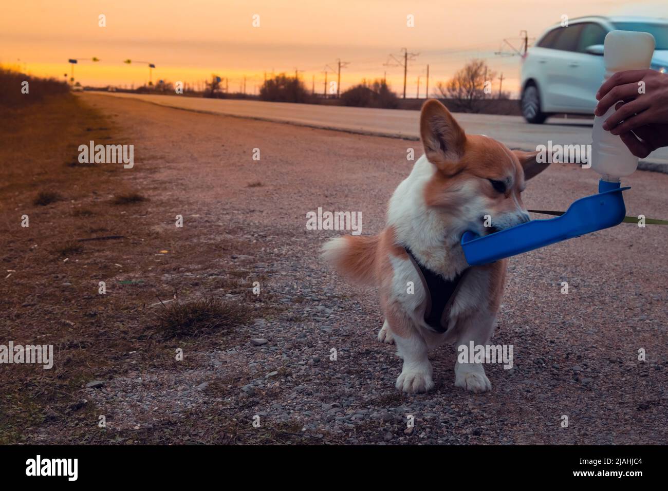Human hands are watered from a portable drinkable cute welsh corgi on ...