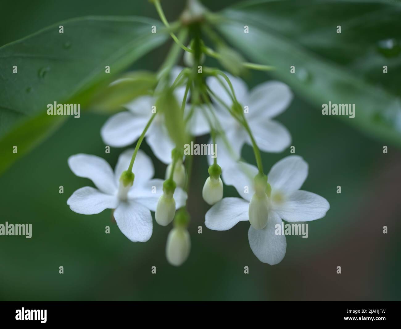Flowers from top hi-res stock photography and images - Alamy