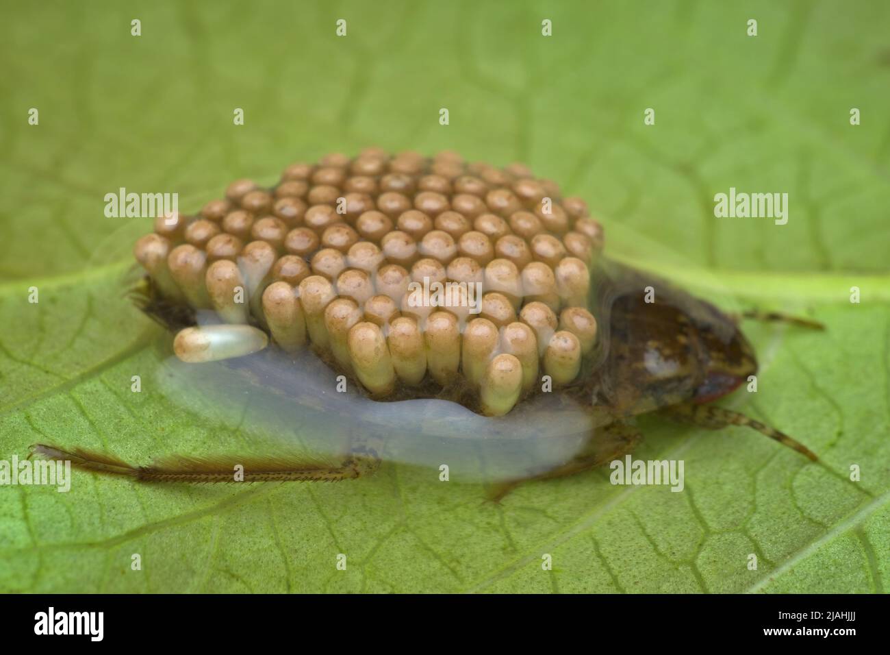 Giant water bug with eggs hi-res stock photography and images - Alamy