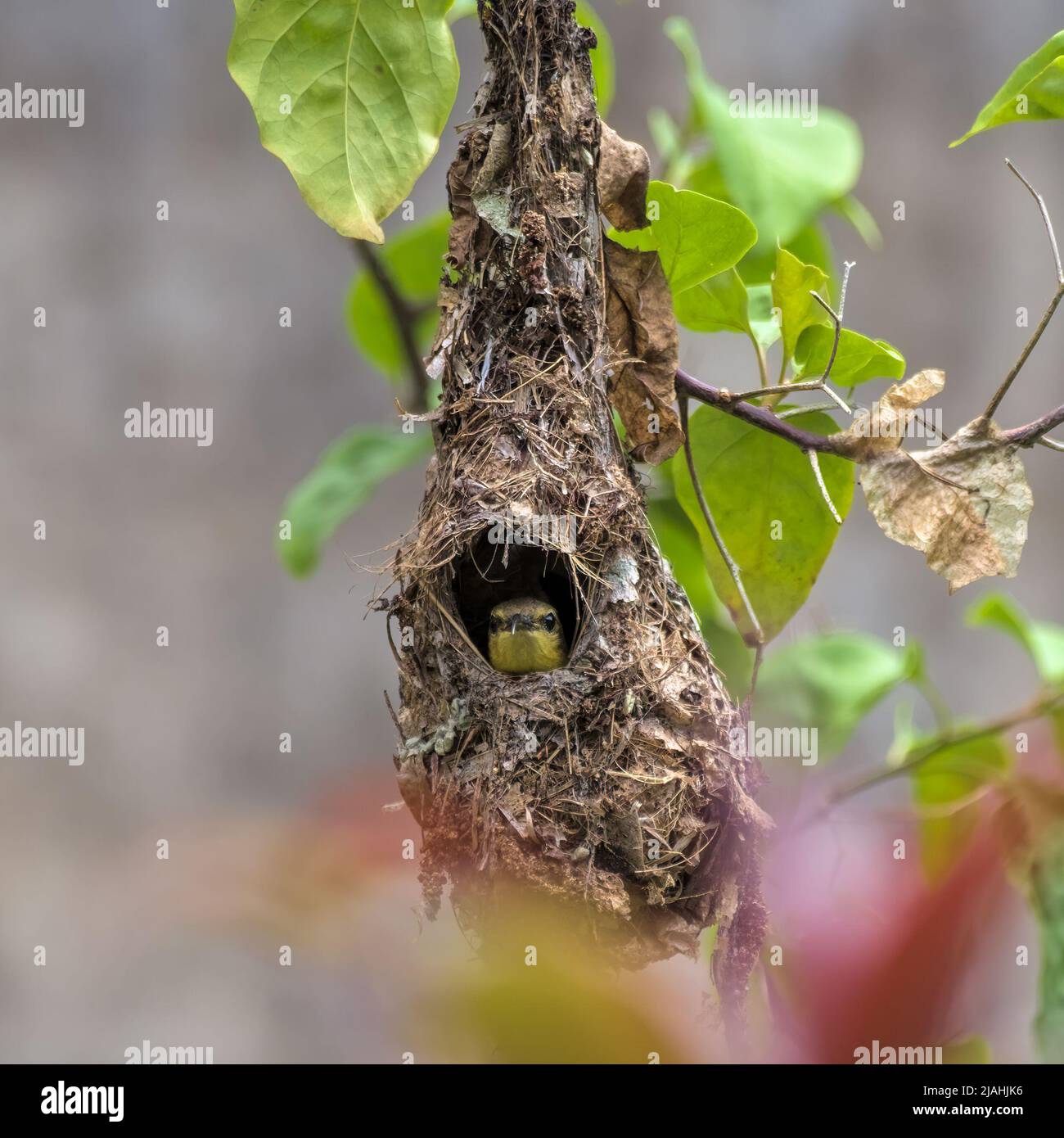 an asian hummingbird is incubating its eggs in the nest Stock Photo - Alamy