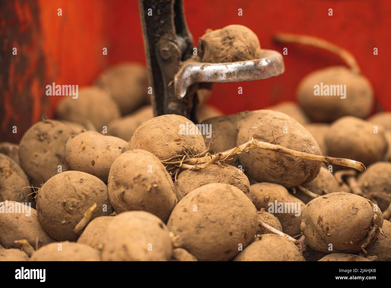Sowing potatoes in an agricultural field in spring with an old farm ...