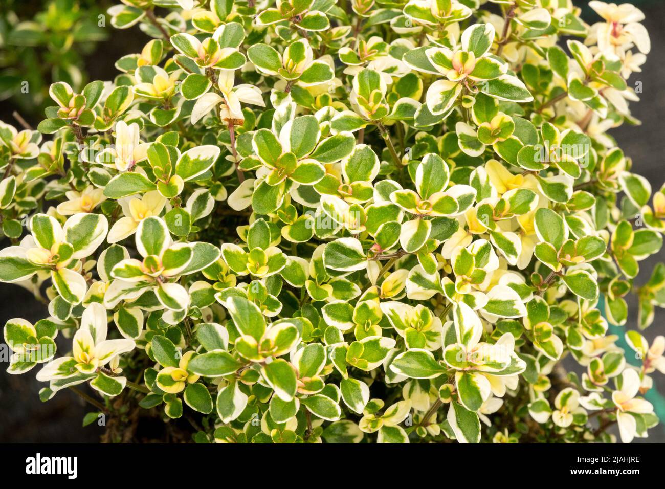 Broad-Leaf Thyme, Thymus Foxley, Thymus pulegioides, Dwarf, Decorative ...