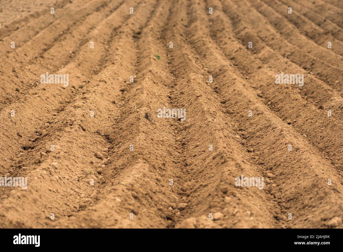 Lines in the plowed land of an agricultural field ready for planting or ...